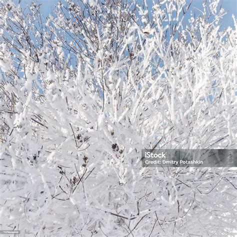 겨울에 나무 가지 덮여 눈과 서 리 화창한 날에 나뭇가지를 고정 0명에 대한 스톡 사진 및 기타 이미지 0명 12월 1월 Istock