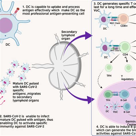 A Dendritic Cells Ability To Differentiate Naïve T Cells As Apc Dc
