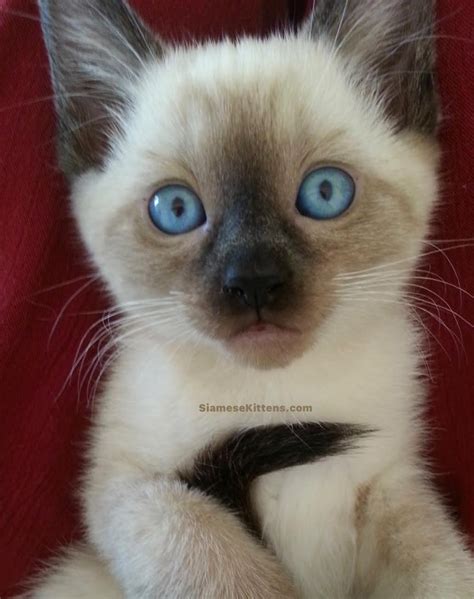 Highlights Of Letters And Recommendations Traditional Siamese Kittens