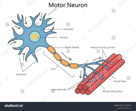 Human Anatomy Motor Neuron Including Parts Stock Illustration 2447686691 Shutterstock Human Anatomy Motor Neuron Including Parts Stock Illustration 2447686691 Shutterstock