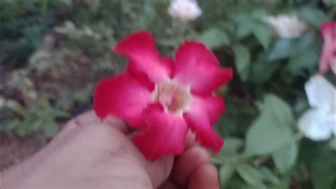 பாட்டி வீட்டில் பல உண்மைகள் புரிந்தது ரேவதிக்கு Youtube