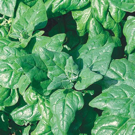 Espinafre Nova Zelandia Isla Sementes