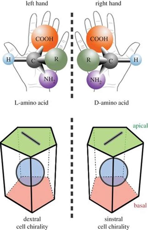 Attosecond Scale Research Elucidates Dynamics Of Spin Dependent Quantum Tunneling Through Chiral