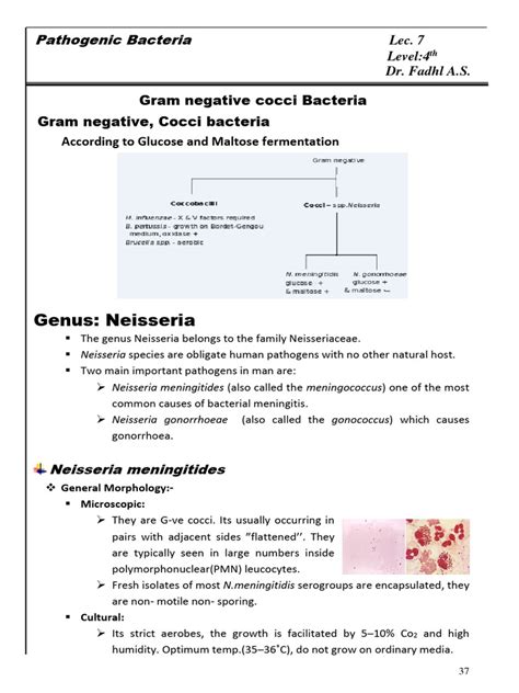 Lec 7 Gram Negative Cocci Bacteria Pdf Microbiology Medical Specialties