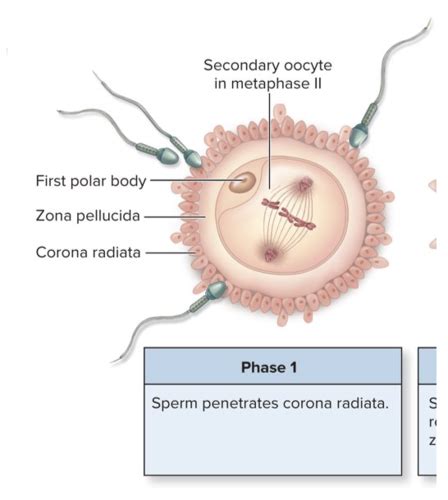 Bio 142 Chapter 29 Development Flashcards Quizlet