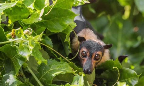 Predicting Dangerous Heat Events For Spectacled Flying Foxes Nesp