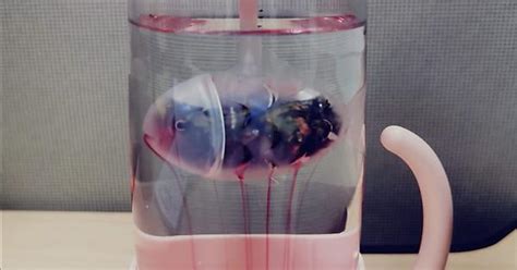 Realistic Cat Diffuser Album On Imgur