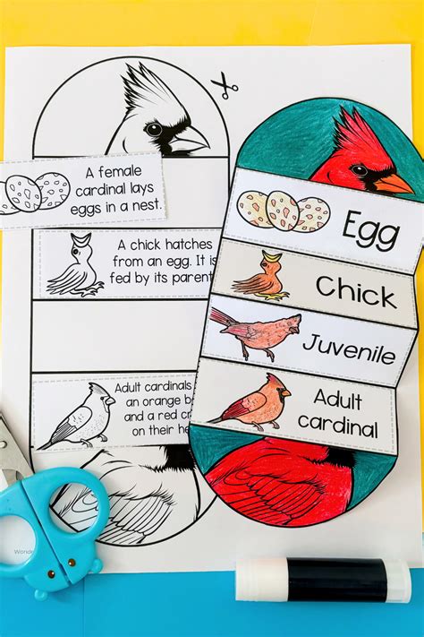 Northern Cardinal Bird Life Cycle Foldable Sequencing Activity Cut And