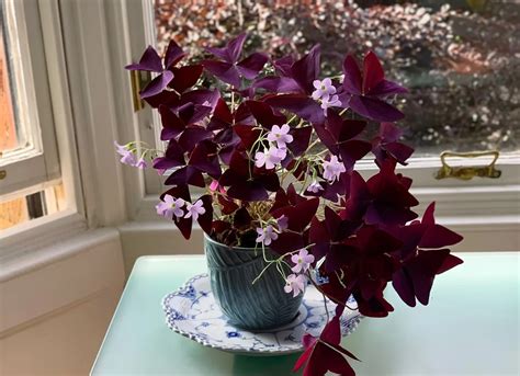 Oxalis Varieties Popular Species And Characteristics