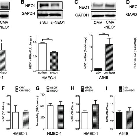 Neogenin Does Not Influence Barrier Properties But Does Influence