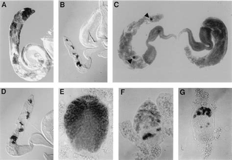 Noi Male Sterile Phenotype Germ Cells Were Stained With An Antibody