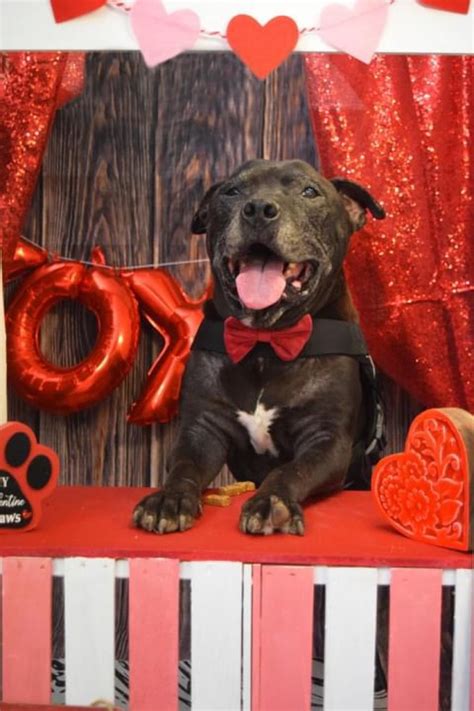 Hes The Reason I Love Pitbulls 🥰 My Handsome Old Man Rescue Pittie ♥️ Amanda Durden Msm