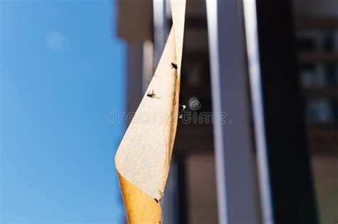 Fly Adhesive Tape Is A Convenient Effective Way To Get Rid Of Annoying Insects Stock Image