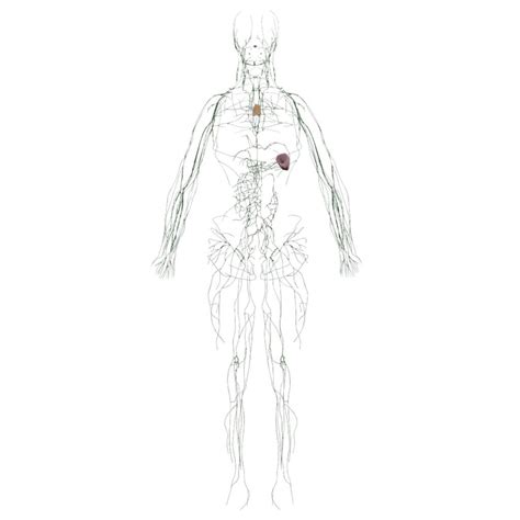 Corpo Humano Ar Class