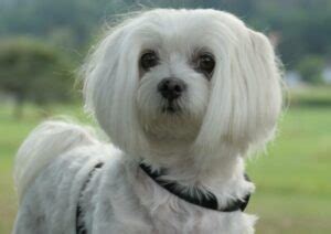 18 Best Maltese Haircuts With Pictures 2023 We Love Doodles