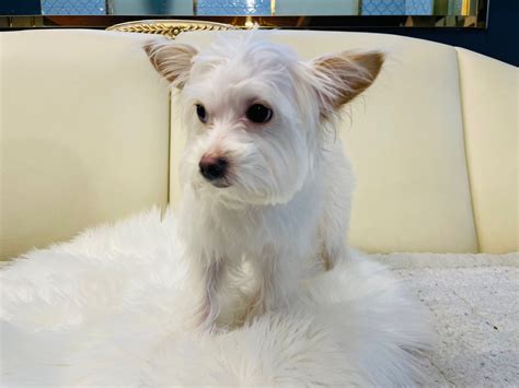 믹스견 쫑쫑이 브리티쉬숏헤어분양 토이푸들분양 애완견분양 폼피츠분양 유기묘무료분양 말티푸분양 강남고양이분양 말티즈분양 강아지무료분양 유기견무료분양 유기묘입양 유기묘