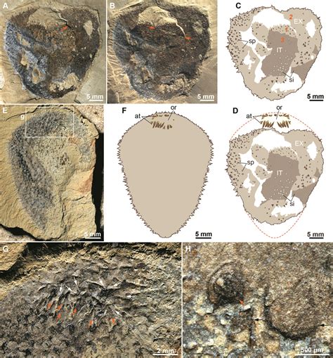 A Classification Error Upends Our Understanding Of Early Animals 🐚