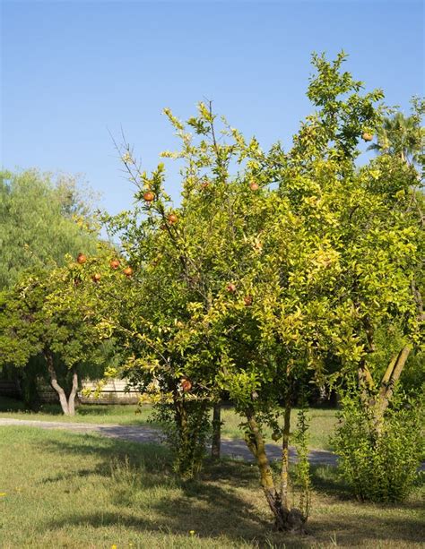Árbol De Granada De La Rama Imagen De Archivo Imagen De Fruta Salud 126555597