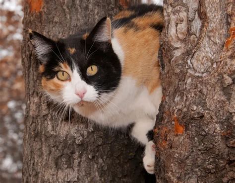 Punnetts Square The Genetics Of Calico Cats