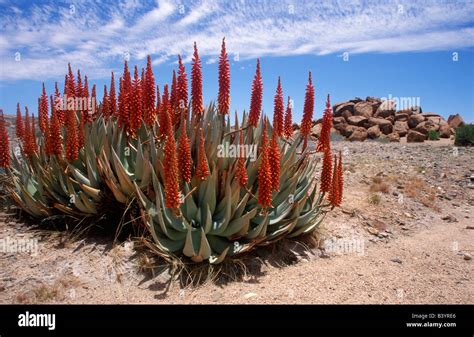 Namibia Namib Naukluft Park Brilliant Red Aloe Aloe Namibensis With