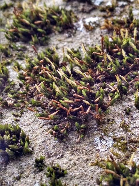 The Sex Life Of Moss From Root To Shoot