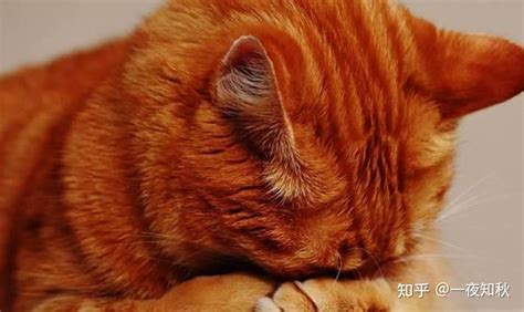 猫龄越大越容易患上关节炎？猫主需要了解关节炎的症状及治疗方法。转。 知乎