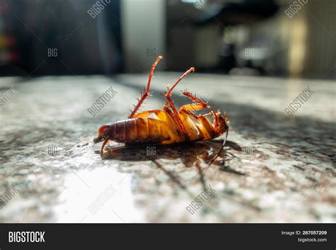Dead Cockroach On Image And Photo Free Trial Bigstock