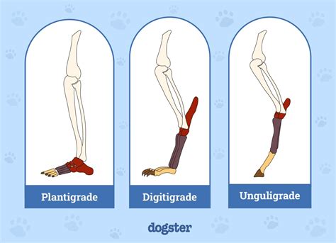 Dog Anatomy 101 Understanding Your Dogs Body Vet Answer Dogster