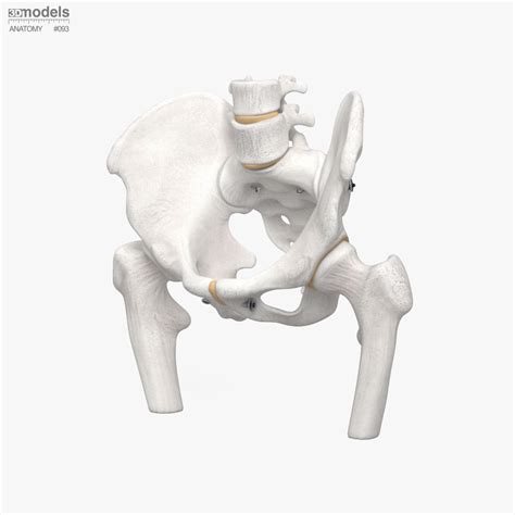 Female Pelvic Skeleton 3d Model Download Human Skeleton On