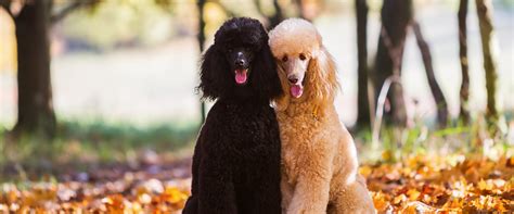 Black Miniature Poodle Names