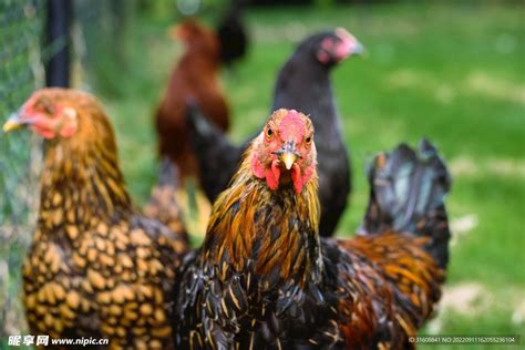 鸡摄影图 家禽家畜 生物世界 摄影图库 昵图网