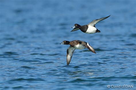 Fuligule Morillon Birding France
