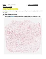 Histopathology Analysis Lab Report Tissue Section And POT Image Course Hero
