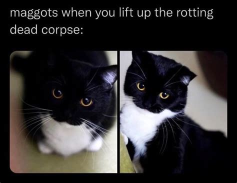 Silly Cats Pictures Silly Images Cat Pics Funny Images Funny Laugh