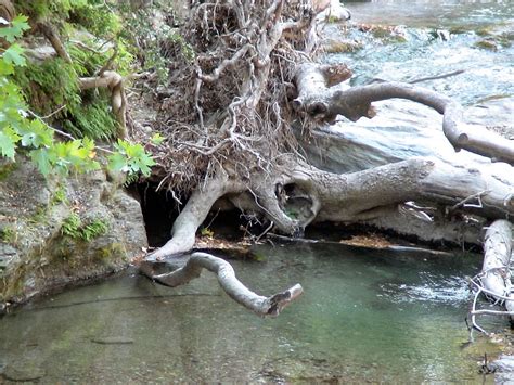 ΕΛΛΗΝΙΚΗ ΦΥΣΗ South Evia Platanistos Beach