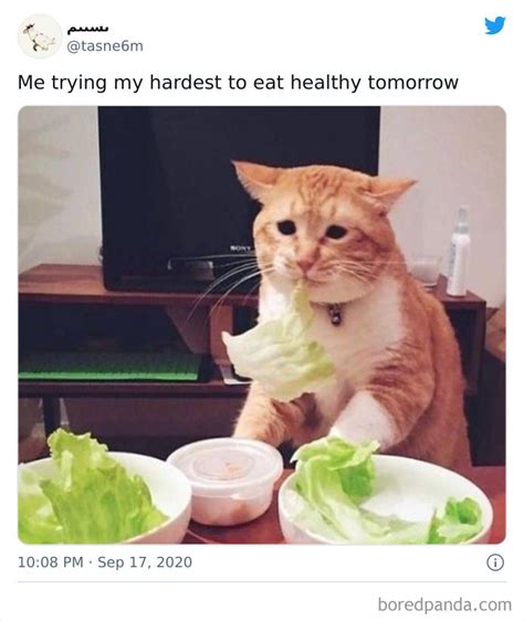 30 Healthy Dose Of Food Memes That Might Feed Your Hungry Soul Demilked