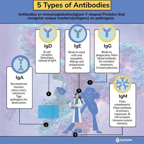Genscript On Linkedin Antibody Development And Production Services