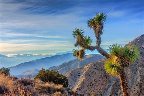 The Best Day Trip To Joshua Tree National Park Itinerary
