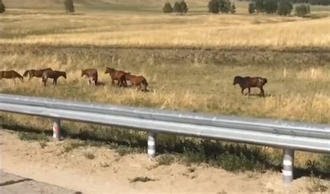 Buen Samaritano Carga A Un Potrillo Angustiado Sobre La Barandilla Que