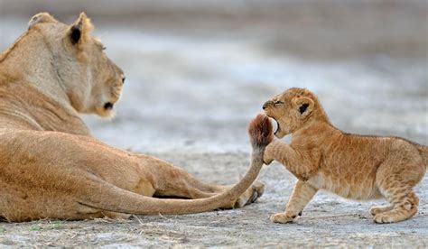 12 Funny Animal Photos Newly Released By Comedy Wildlife Photography Awards