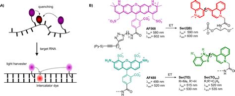 Light Harvesting Fit Dna Hybridization Probes For Brightness Enhanced Rna Detection Chemical