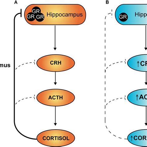 Hypothalamic Pituitary Adrenal Hpa Axis Programming By Early Life Download Scientific