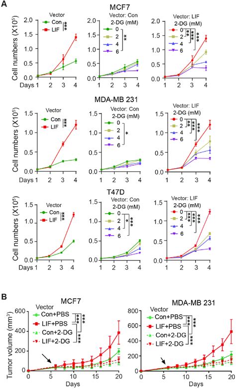 2 Dg A Glycolysis Inhibitor Preferentially Inhibits The Proliferation