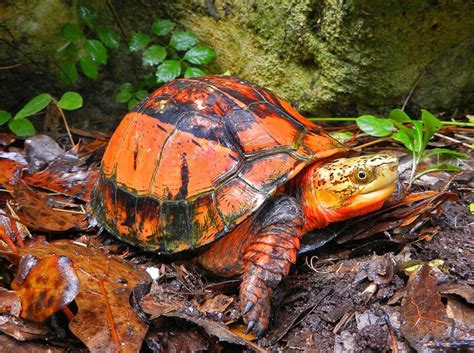 Species Spotlight Indochinese Box Turtle Turtle Survival Alliance
