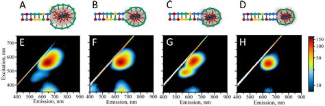 Processes Free Full Text Hg2 Detection With Rational Design Of Dna Templated Fluorescent