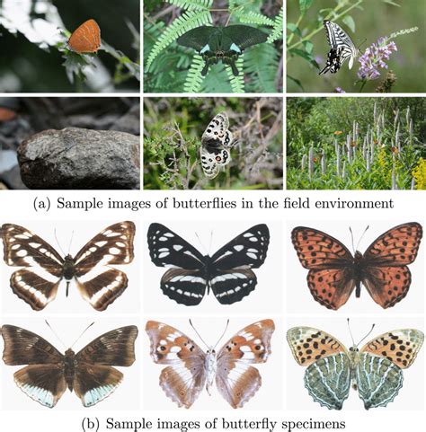 Some Butterfly Images In Experimental Dataset Download Scientific Diagram