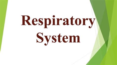 Respiratory System Grade 6pptx Lung And Respiratory Health