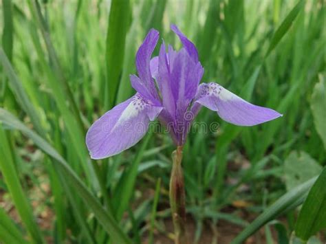 Ixiolirion Tataricum Iris Dichotoma Or Lavender Mountain Lilyiris