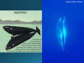 Whale Reproduction Pptx
