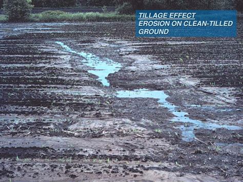 Ppt Effect Of Tillage On Plant Growth Powerpoint Presentation Free